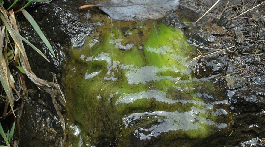 Newsela | "Rock snot" algae sneaking into more rivers, causing headaches