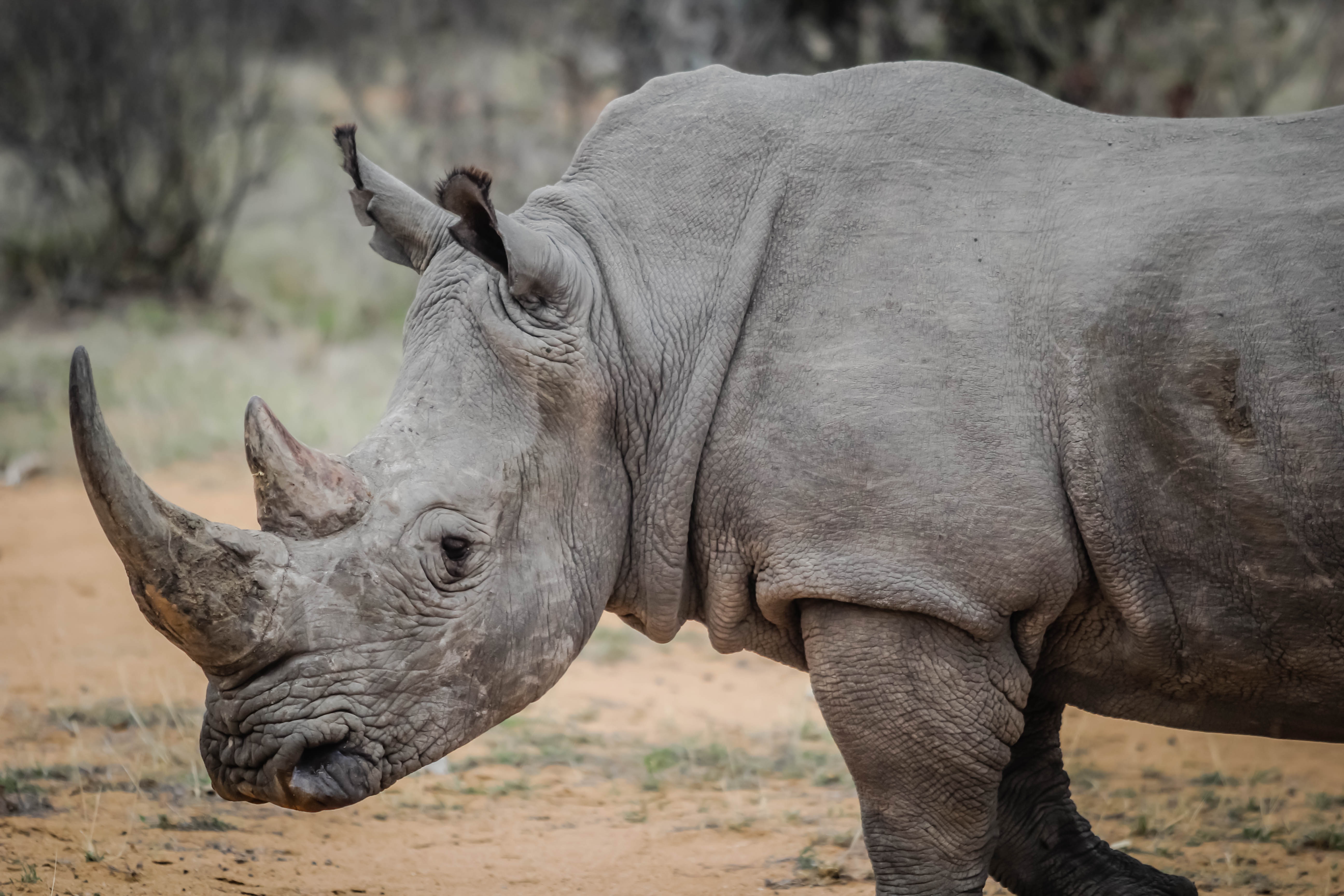 Newsela Many Rhinos Are Being Killed Because Their Horns Are Worth A