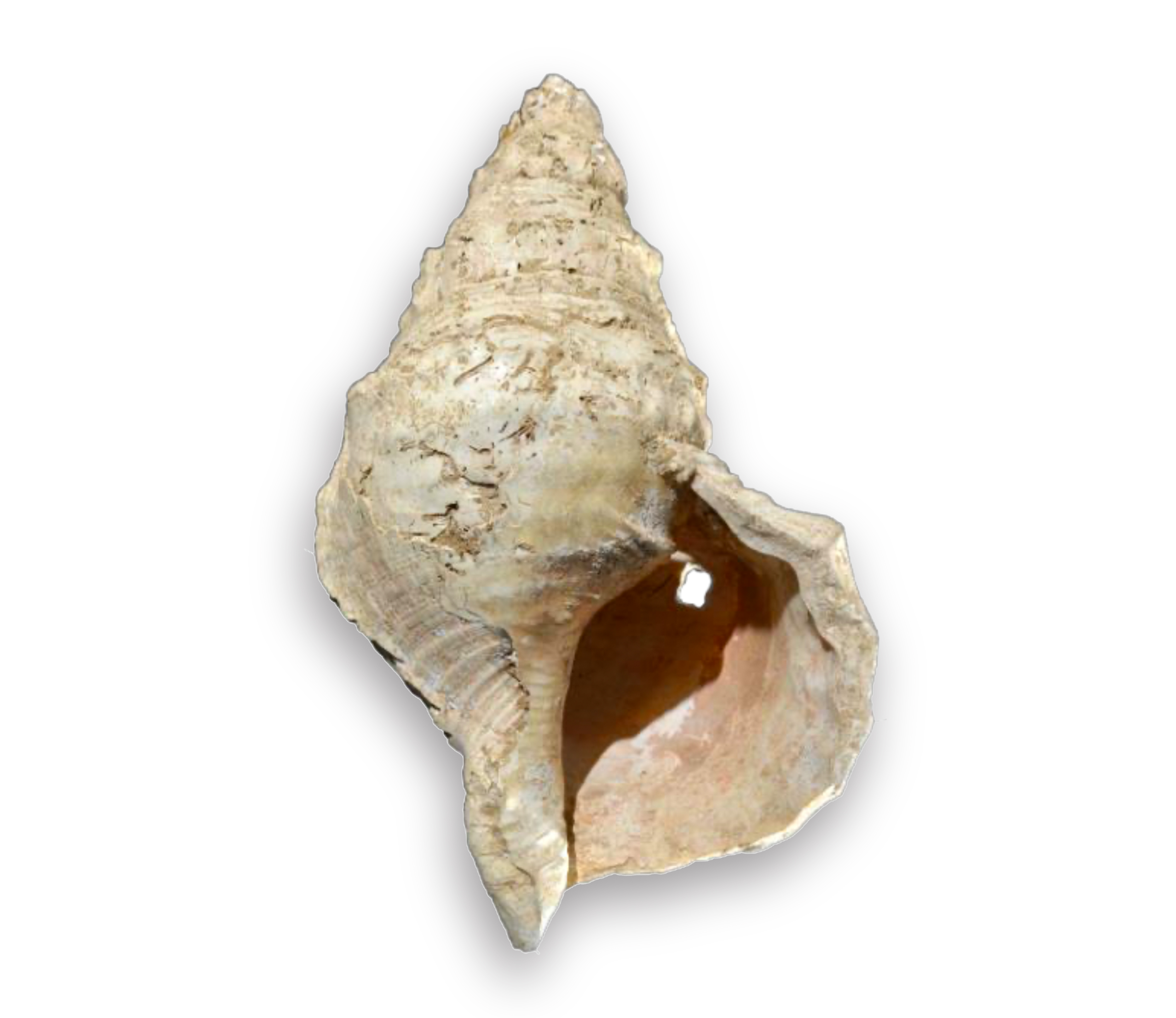 Newsela | Ancient shell horn can still play a tune after 18,000 years