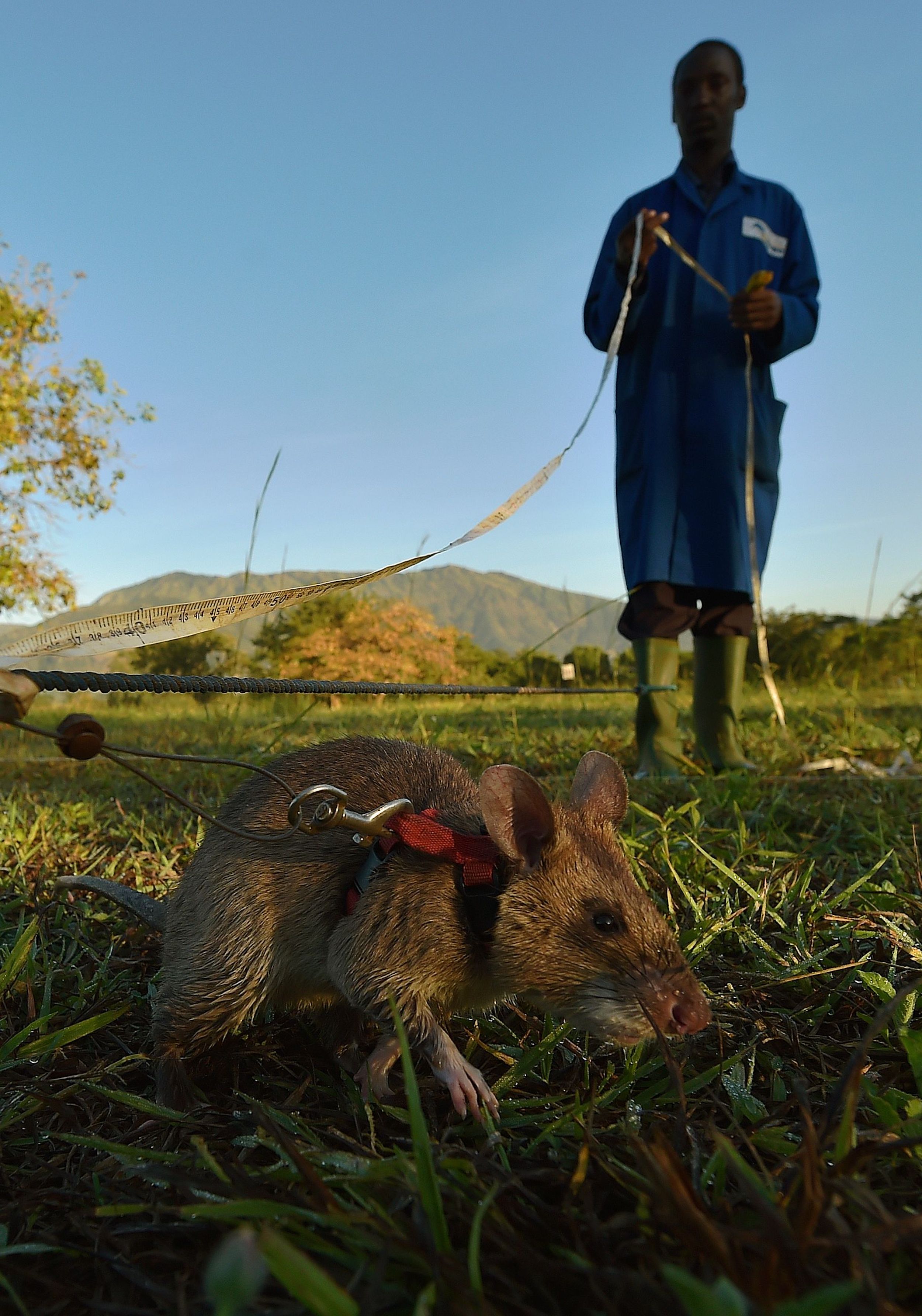 Newsela | Meet Magawa, the rat awarded a bravery medal for detecting ...