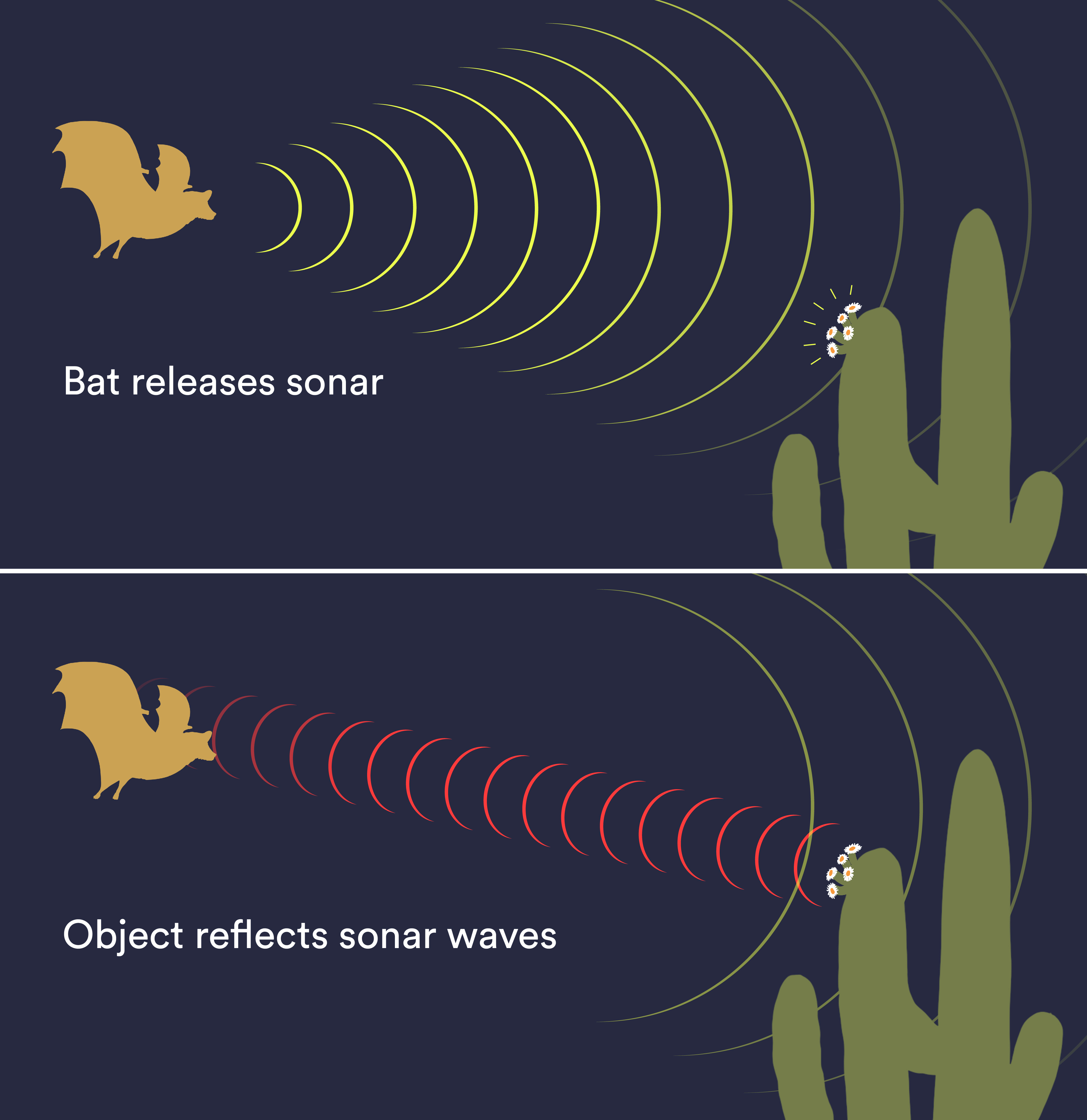 Newsela Human Noise Drains Bats Using Echolocation