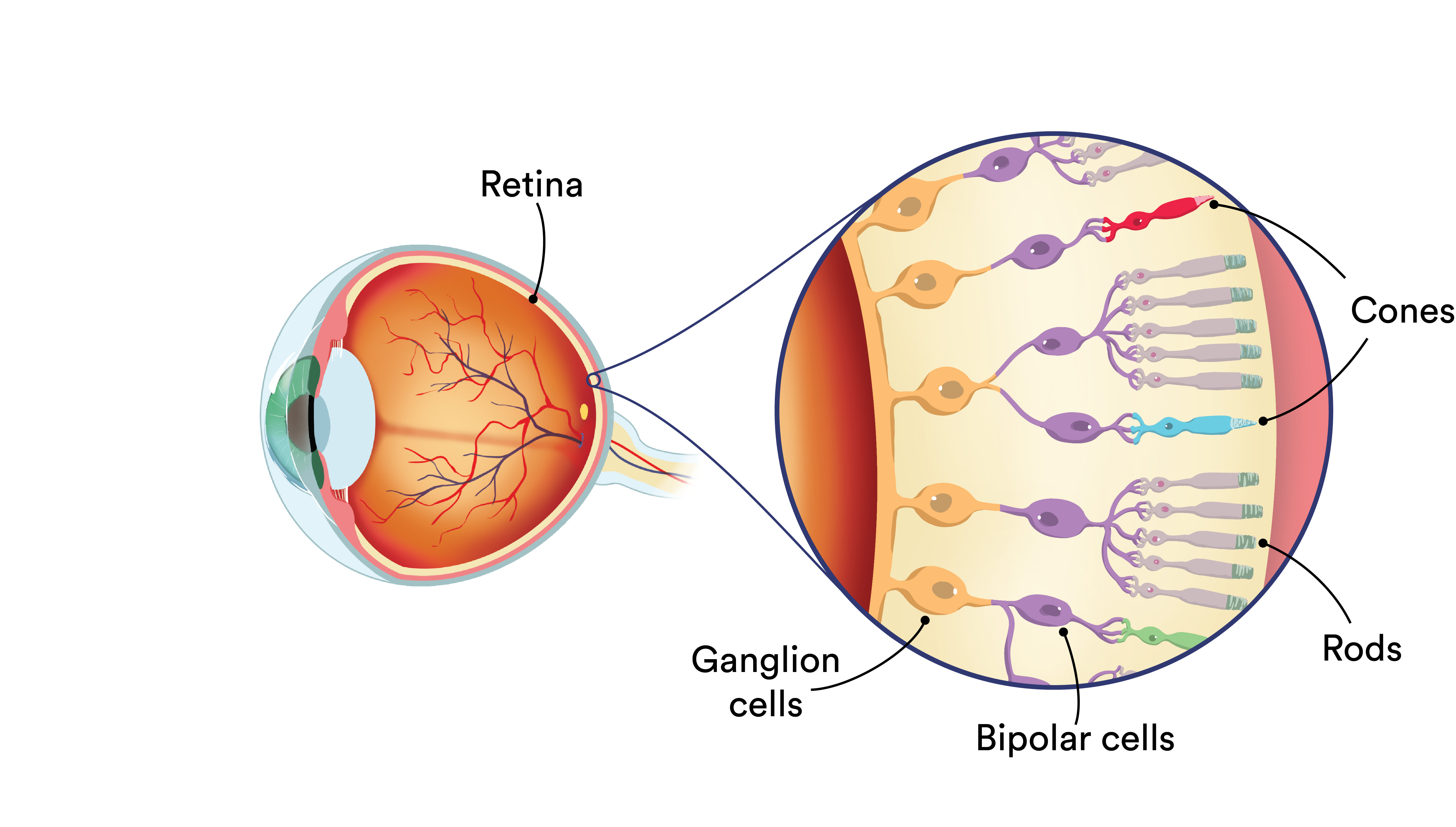 Newsela | How our eyes make sense of light