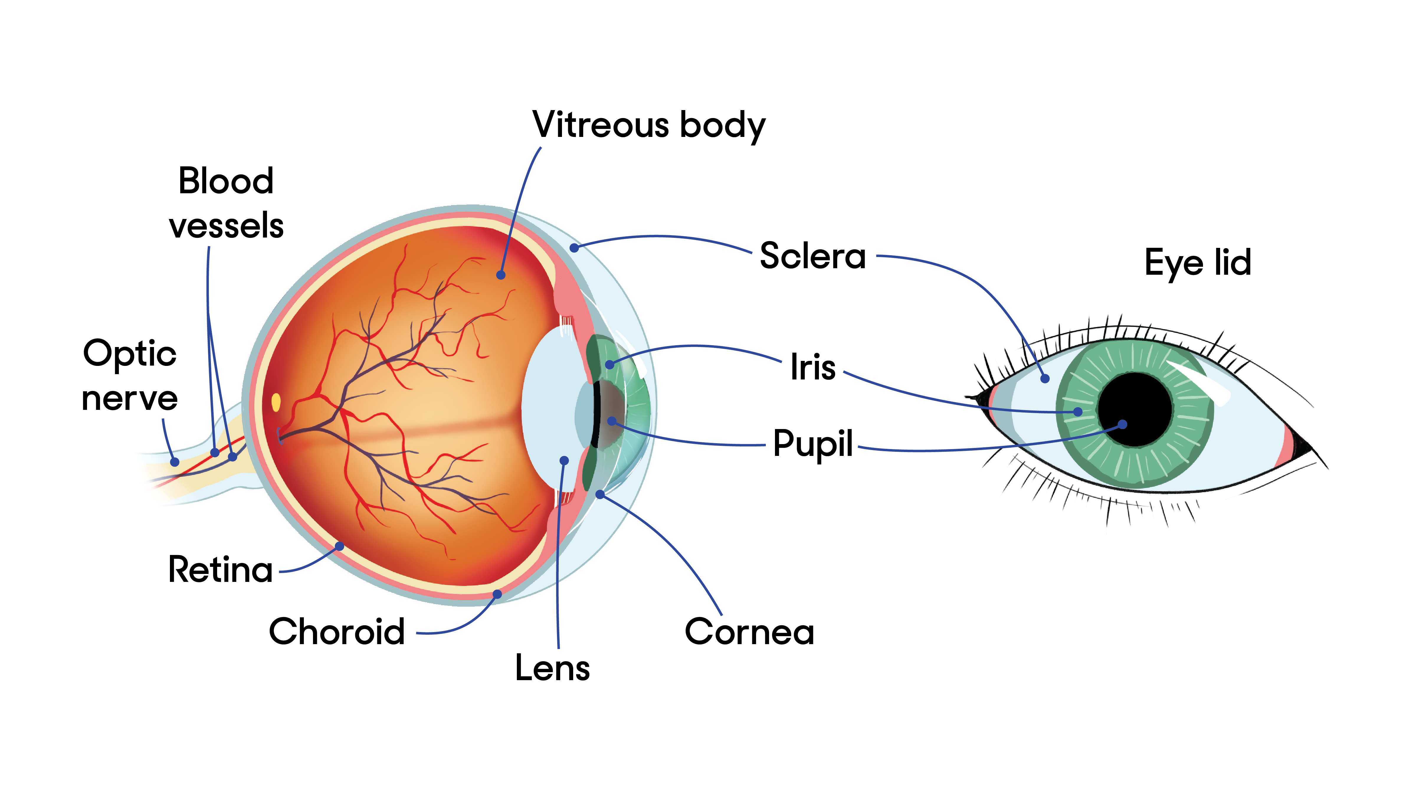Newsela | How our eyes make sense of light
