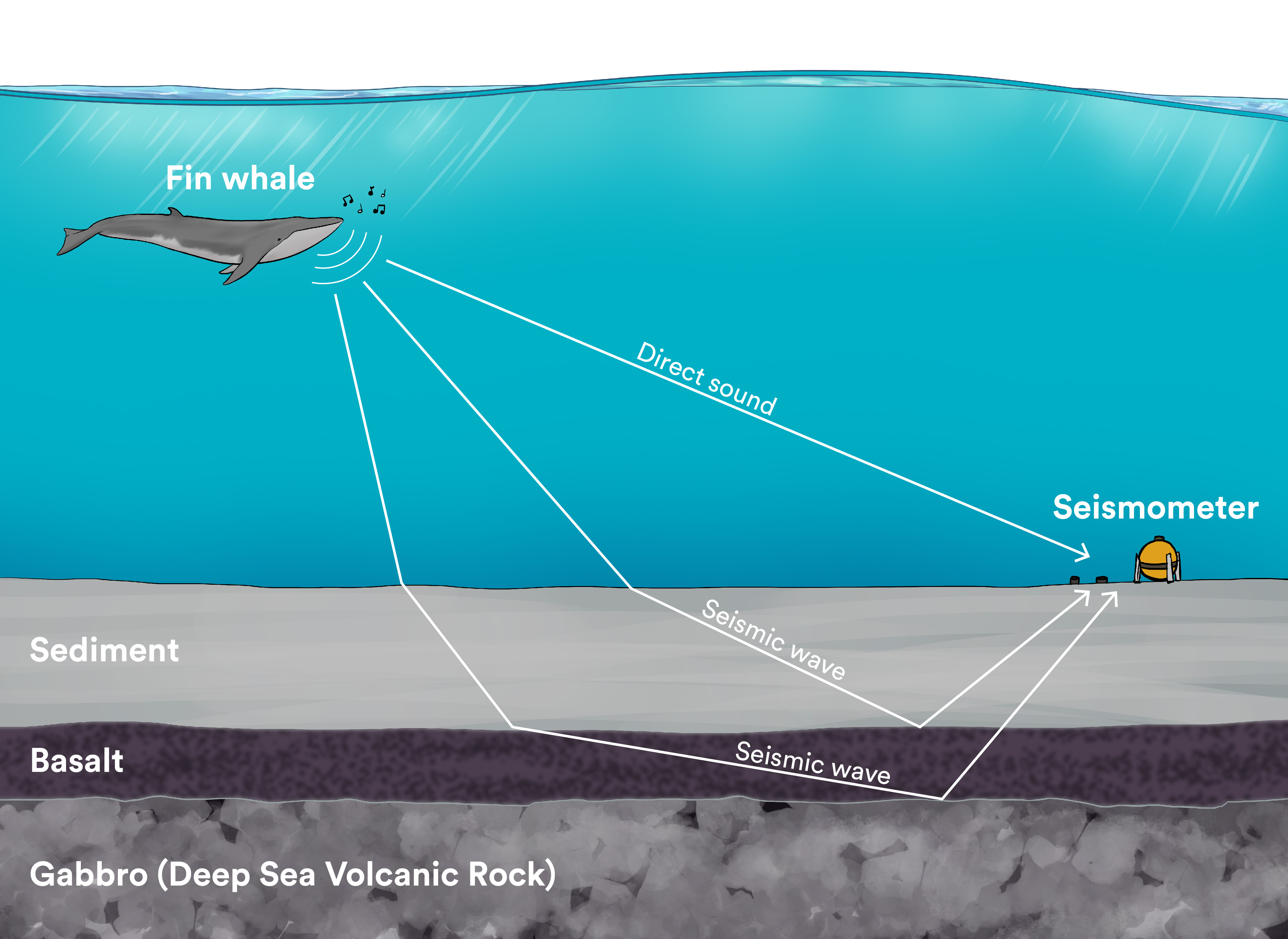 Newsela | Fin whales could help scientists map what lies below the seafloor