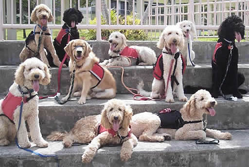 人类的朋友：狗狗 Guide dogs for the blind are more than just pets_行者无疆_新浪博客